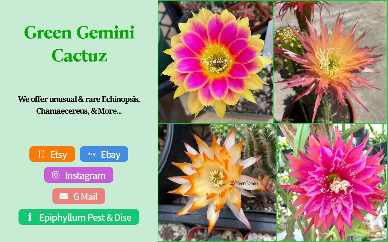 Green Gemini Cactuz